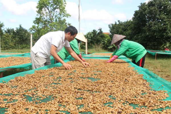 Khơi dậy giá trị đặc biệt của cà phê Robusta - AEROCO COFFEE