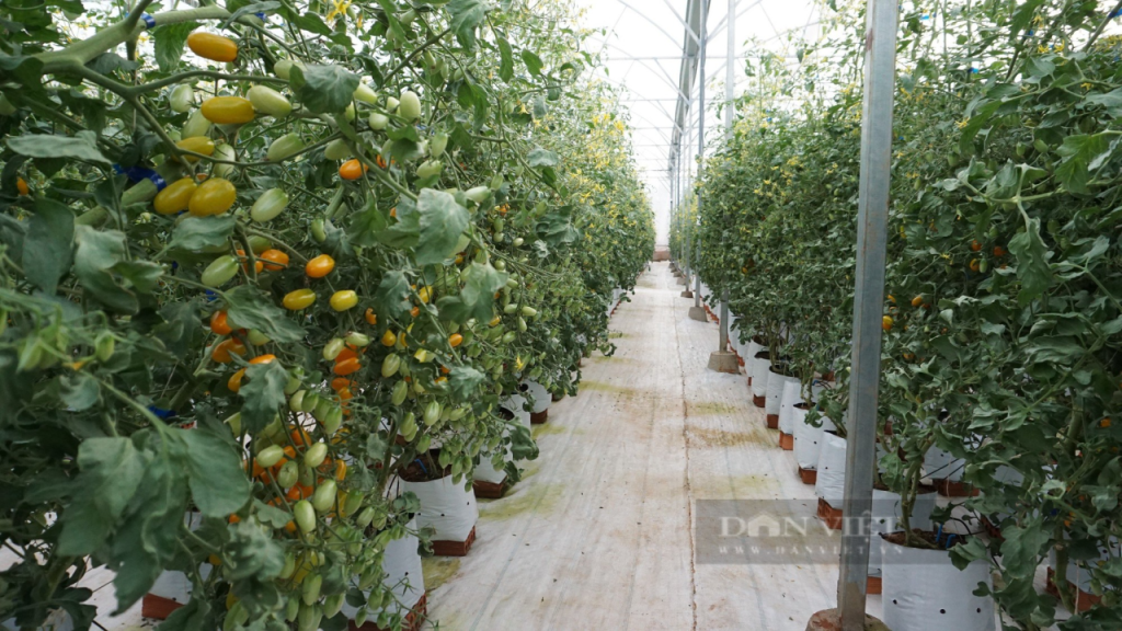 TP Buôn Ma Thuột: Phát triển nền nông nghiệp đô thị, sinh thái, du lịch ...