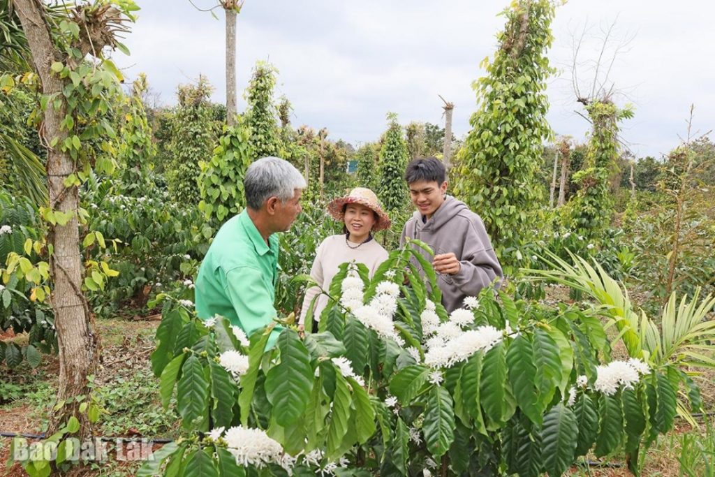 Từ nông trại đến ly cà phê - hành trình của những giọt đắng ngọt ngào ...